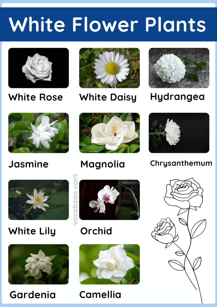 White Flower Plant Names in English and Pictures - Vocabzoo