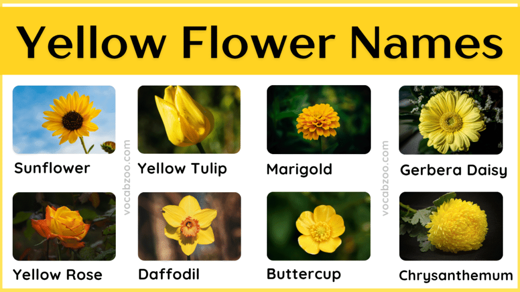 30 Yellow Flower Plants Names in English and Pictures