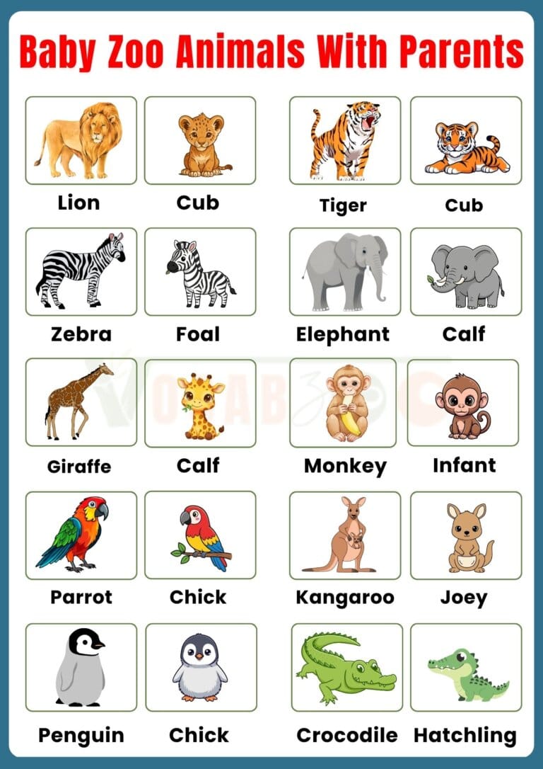 Baby Zoo Animals Names With Parents and Their Pictures