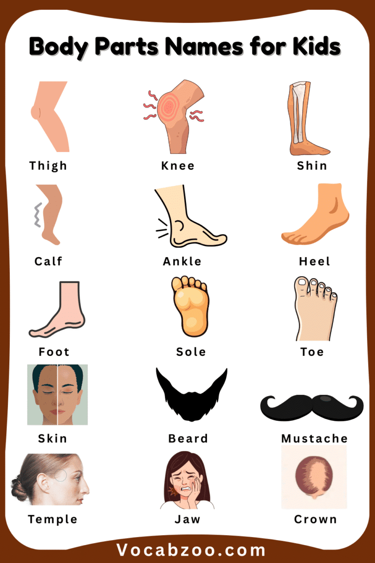 Body Parts Names for Kids in English with Pictures - Vocabzoo