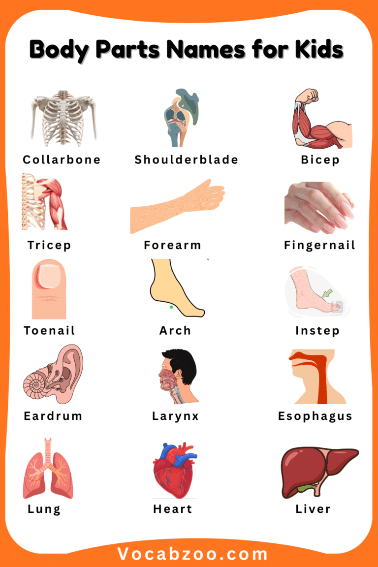 Body Parts Names for Kids in English with Pictures - Vocabzoo