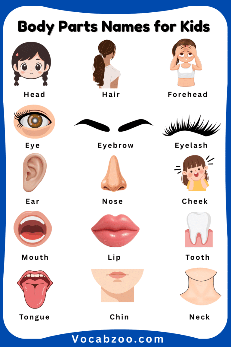 Body Parts Names for Kids in English with Pictures - Vocabzoo