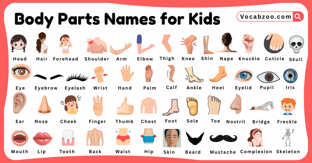 Body Parts Names for Kids in English with Pictures - Vocabzoo