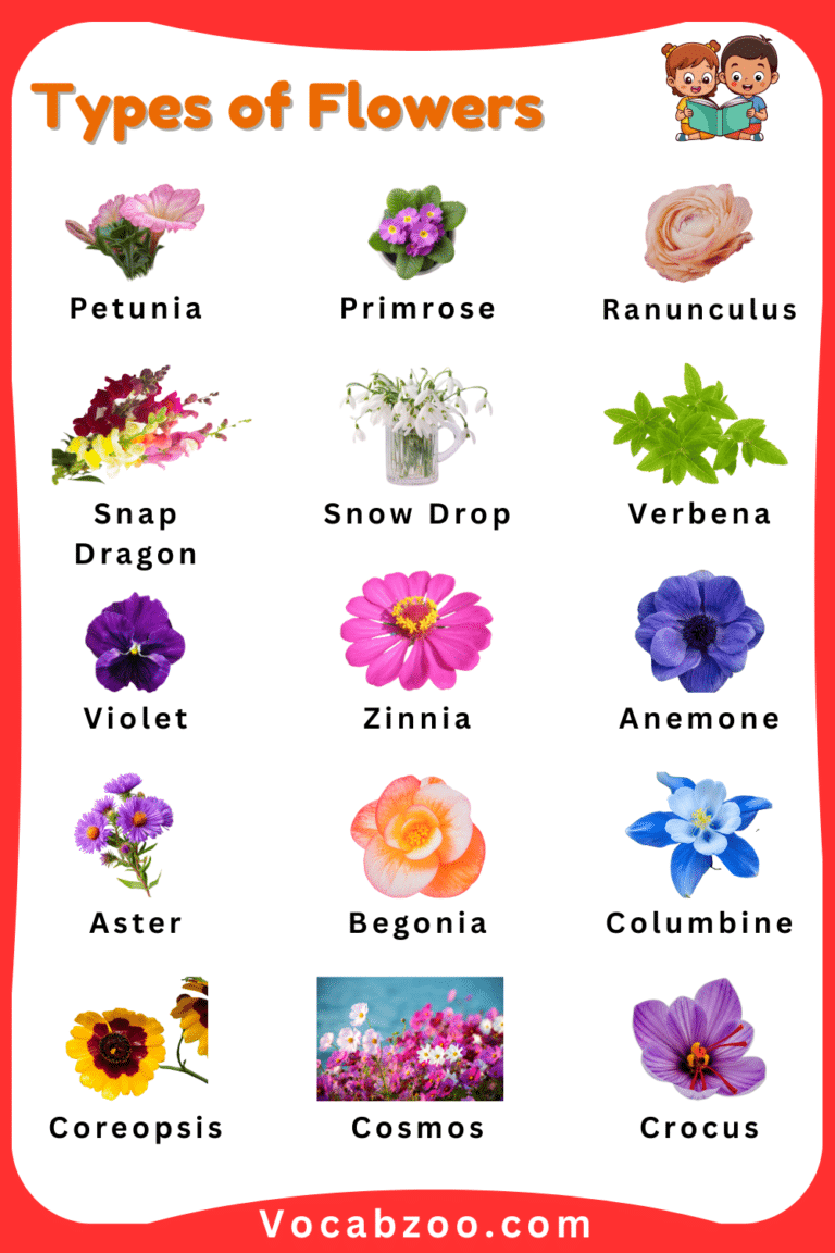 Flowers Names for Kids in English with Pictures - Vocabzoo