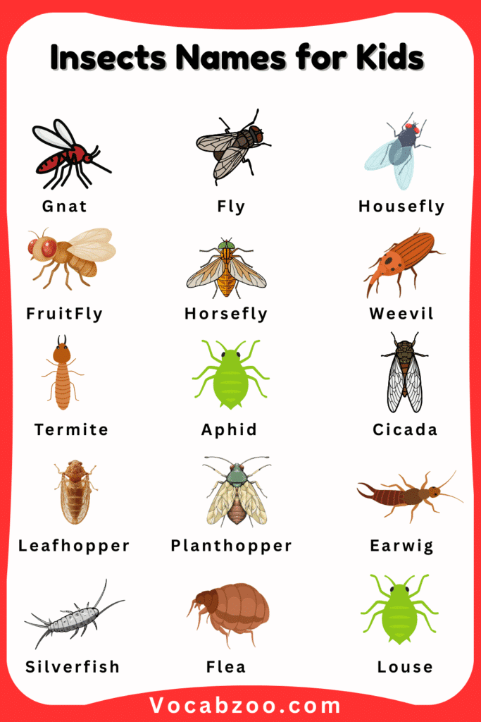 Insect Names for Kids in English with Pictures - Vocabzoo