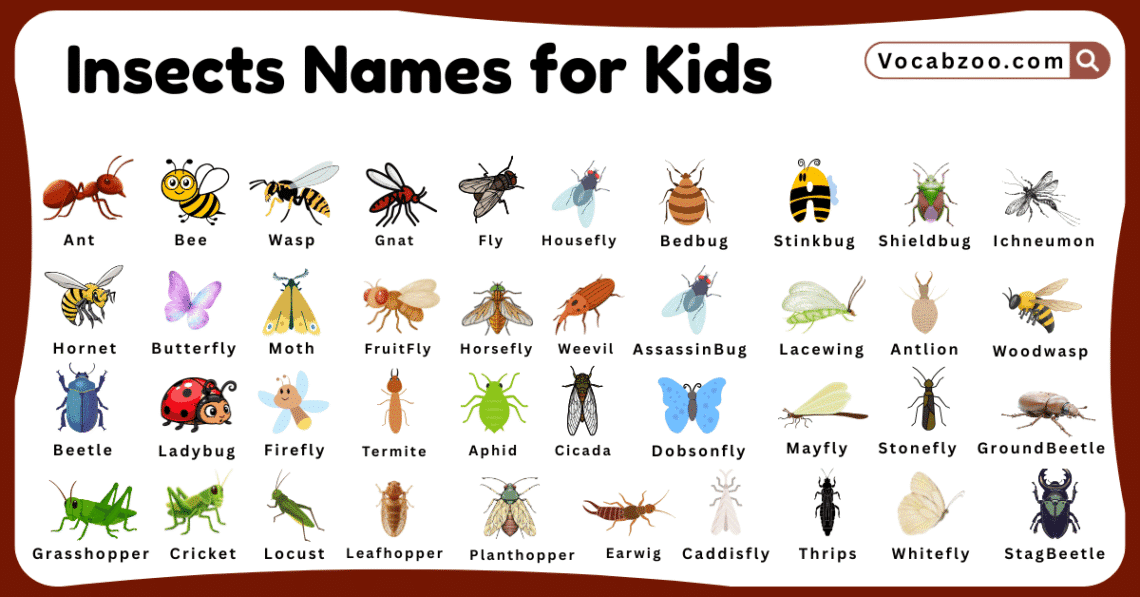 Insect Names for Kids in English with Pictures - Vocabzoo