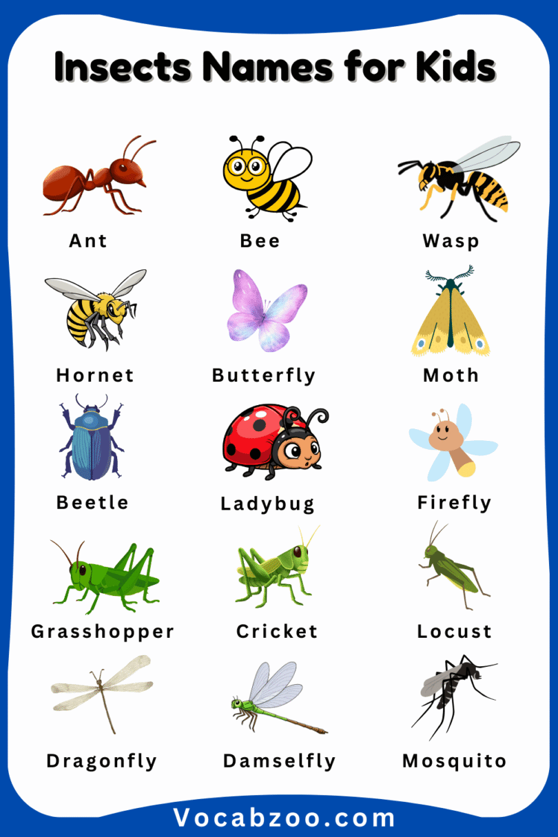 Insect Names for Kids in English with Pictures - Vocabzoo
