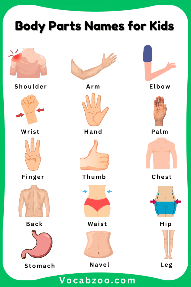 Body Parts Names for Kids in English with Pictures - Vocabzoo