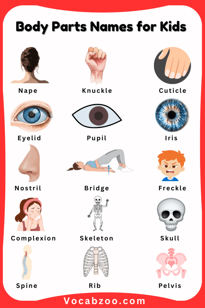 Body Parts Names for Kids in English with Pictures - Vocabzoo