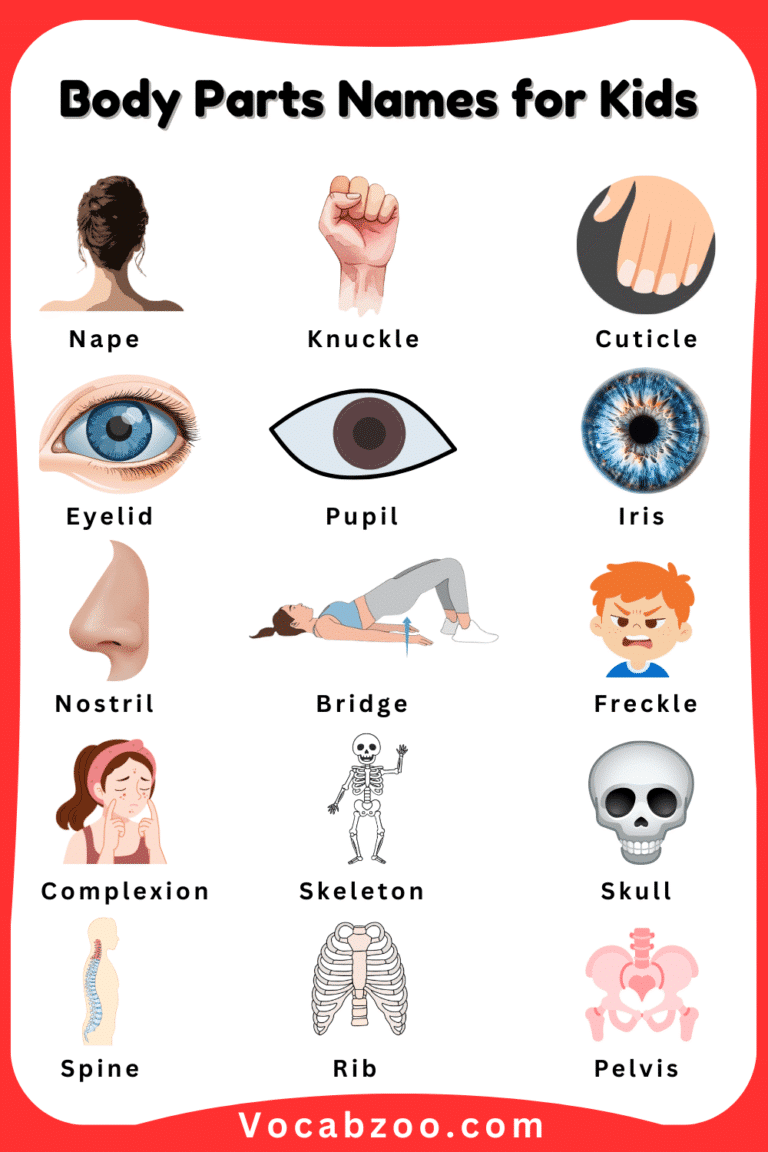 Body Parts Names for Kids in English with Pictures - Vocabzoo