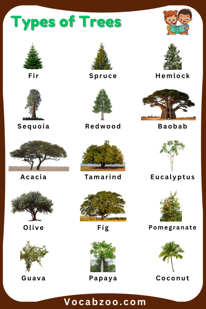 Trees Names for Kids in English with Pictures - Vocabzoo