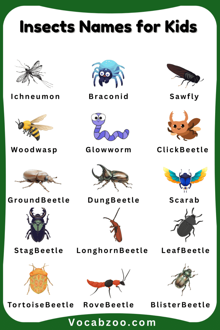 Insect Names for Kids in English with Pictures - Vocabzoo