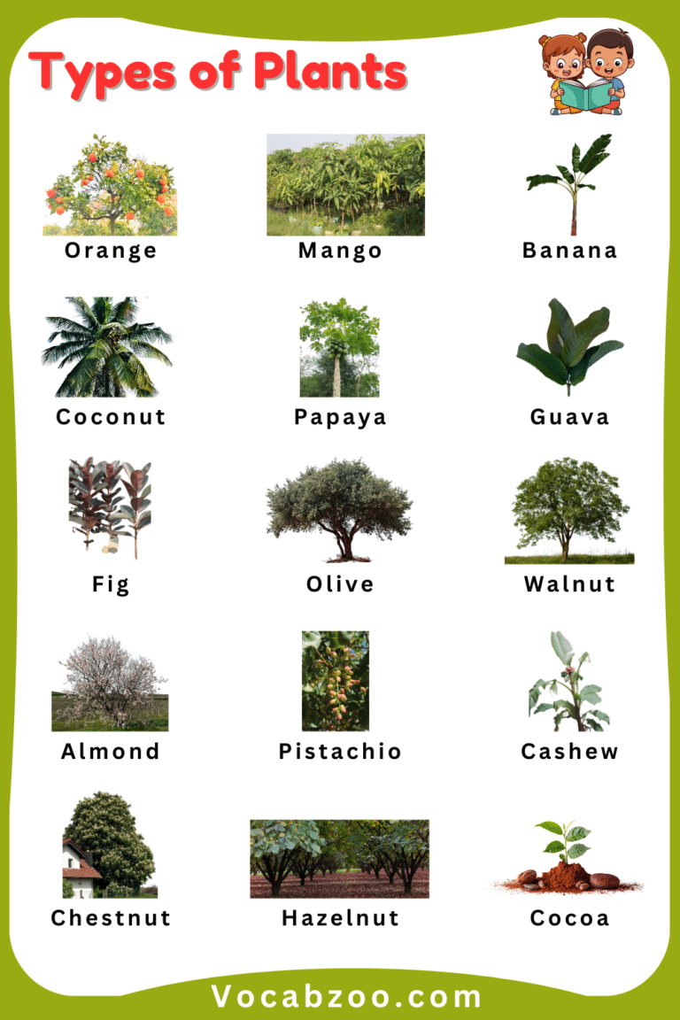 Plants Names for Kids in English with Pictures - Vocabzoo