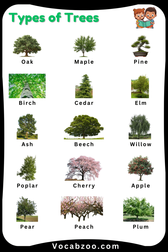 Trees Names for Kids in English with Pictures - Vocabzoo