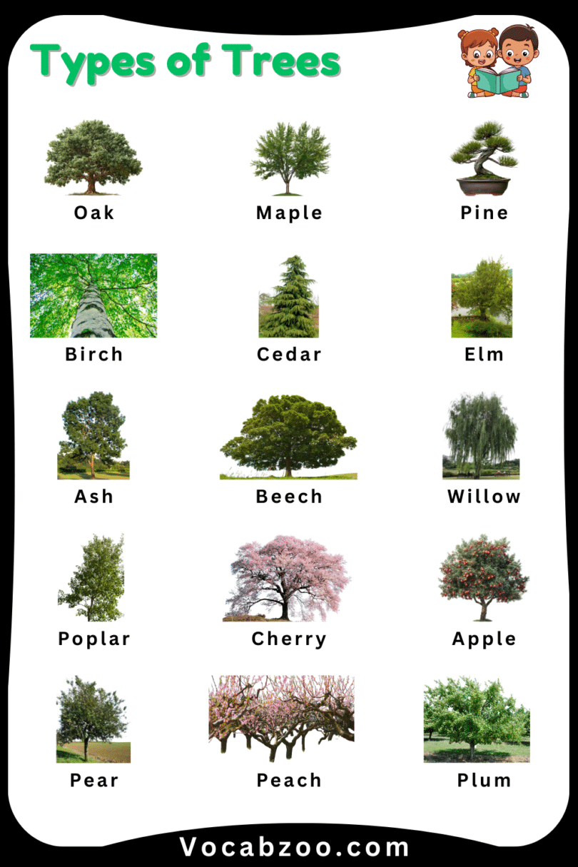 Trees Names for Kids in English with Pictures - Vocabzoo