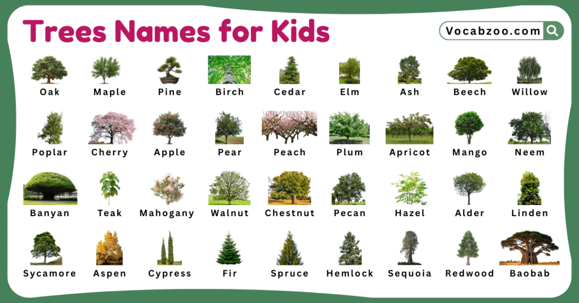 Trees Names for Kids in English with Pictures - Vocabzoo